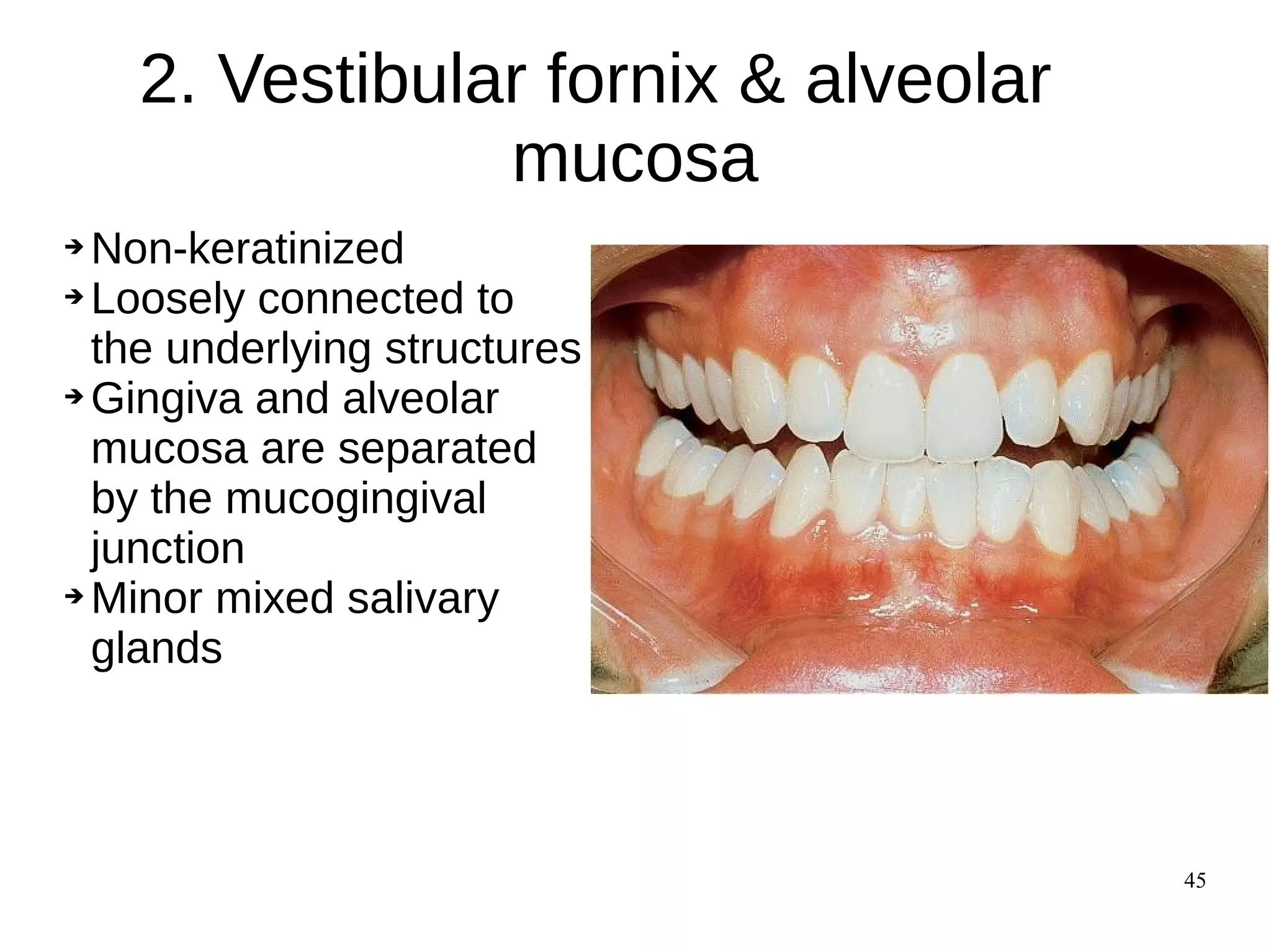 Oral mucous membrane | ODP