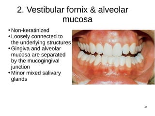 Alveolar Mucosa Color
