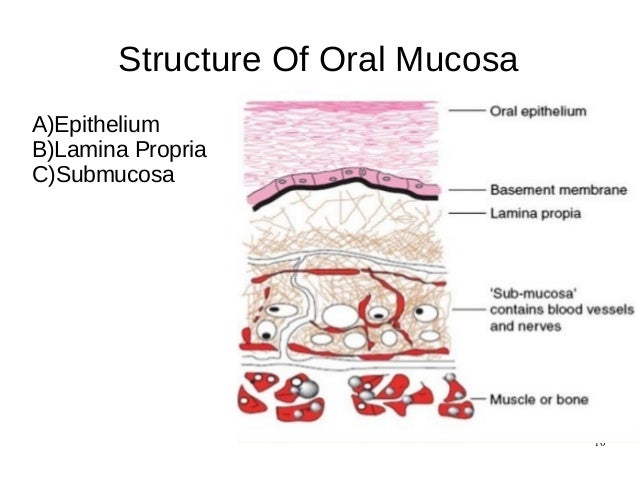 Oral mucous membrane