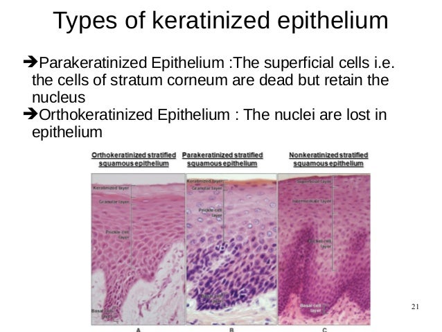 Oral mucous membrane