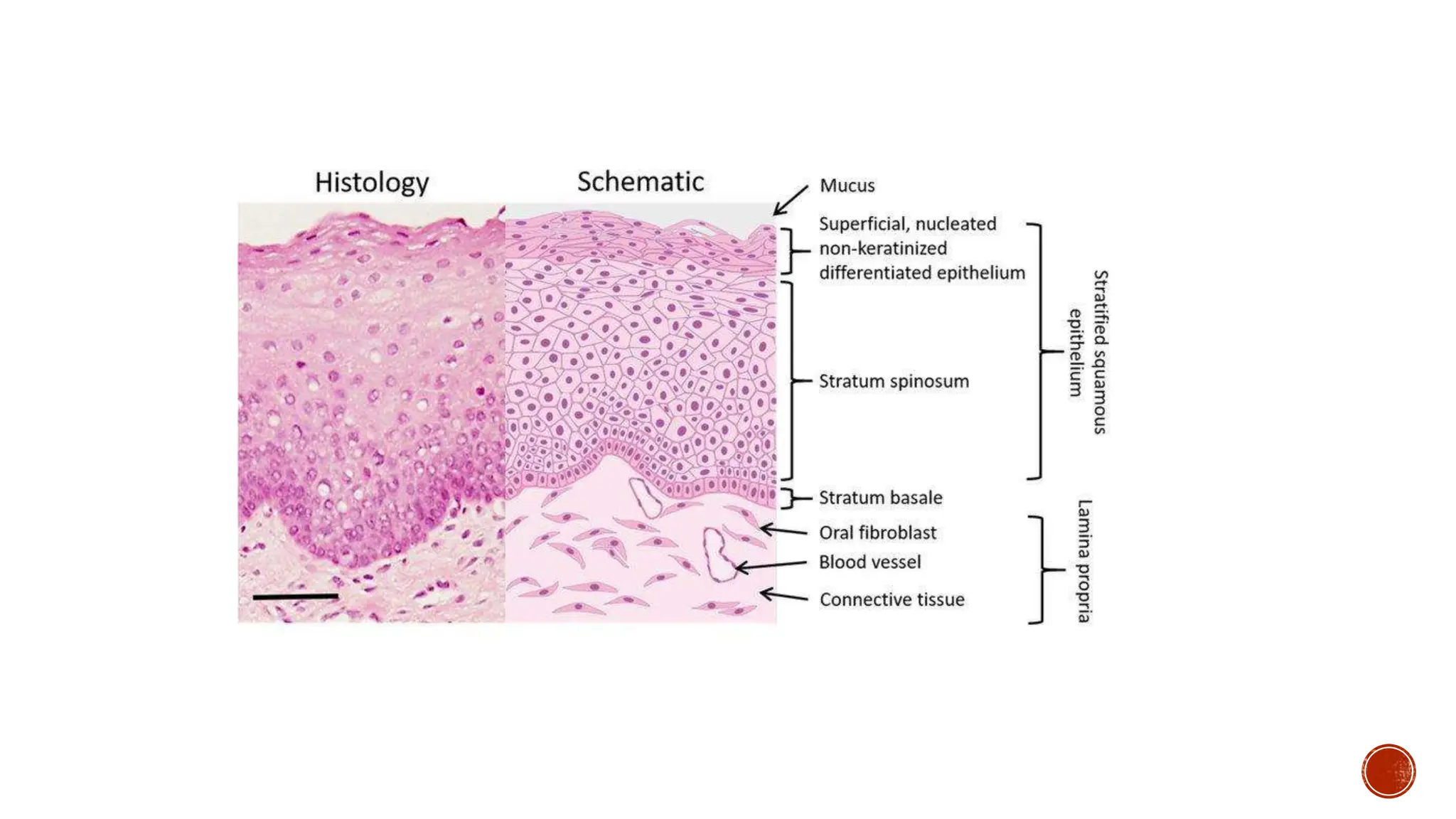 Structure and function of oral mucous membrane.pptx
