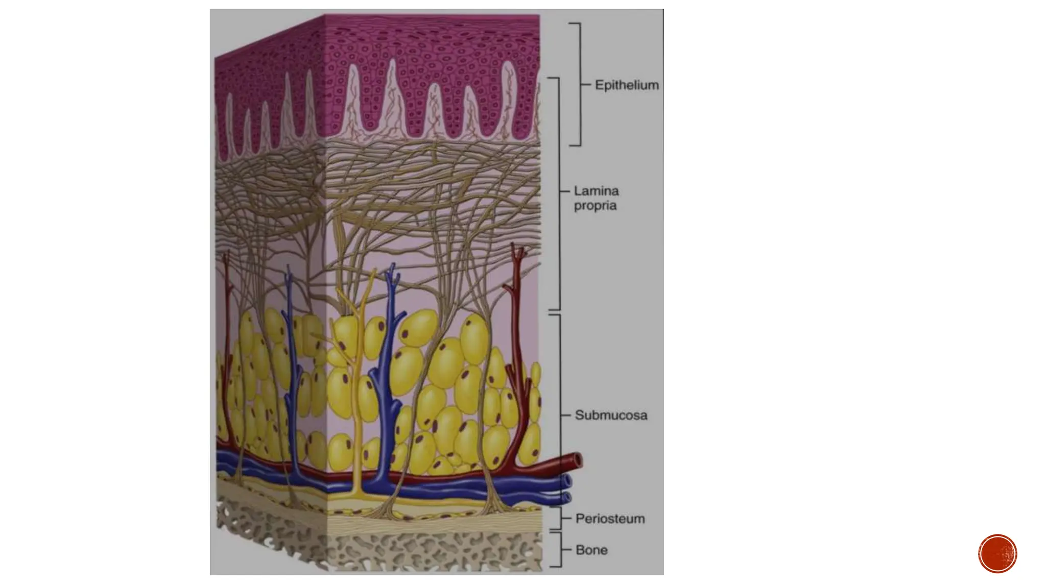Structure and function of oral mucous membrane.pptx