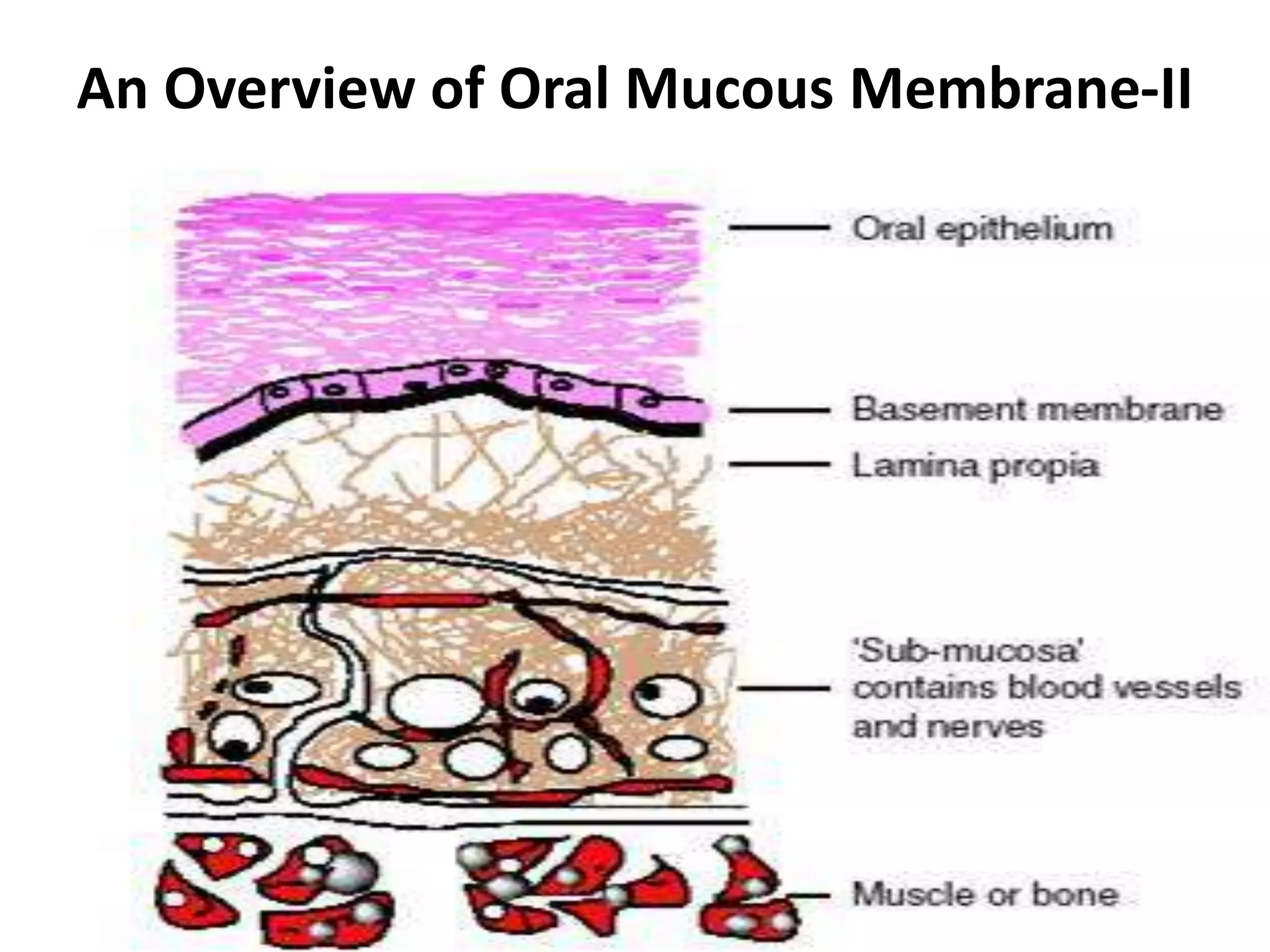 oral mucous membrane - II.pptx