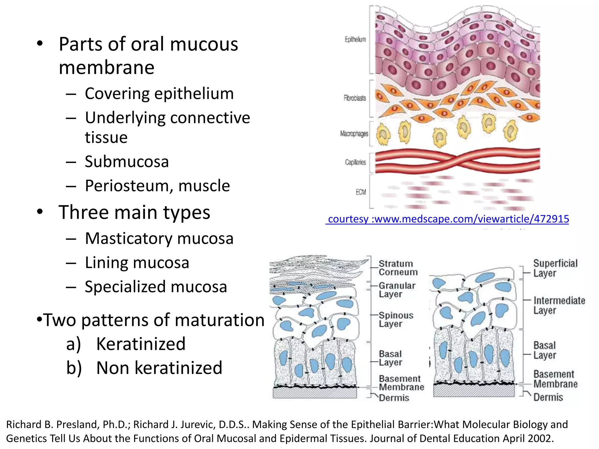 Oral Mucous Membrane II pptx Oral Mucous Membrane II pptx