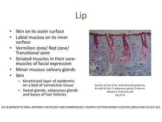 oral mucous membrane - II.pptx