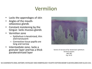 oral mucous membrane - II.pptx