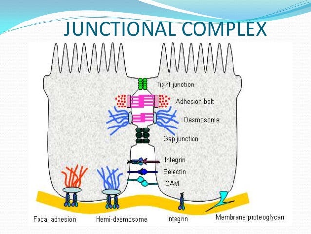Oral mucous membrane pictorial representation