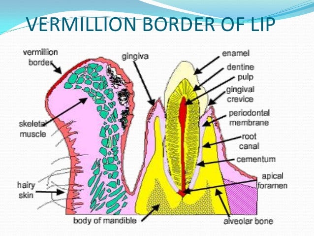 Vermilion Border Along