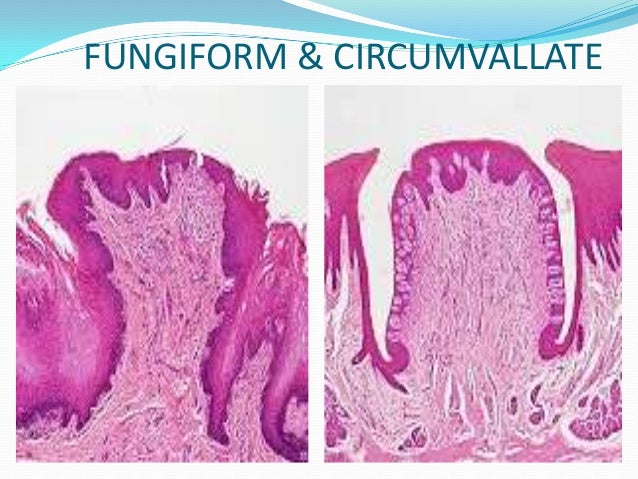 Oral mucous membrane pictorial representation