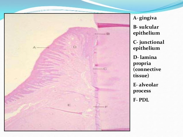 Lamina Propria Histology Tongue