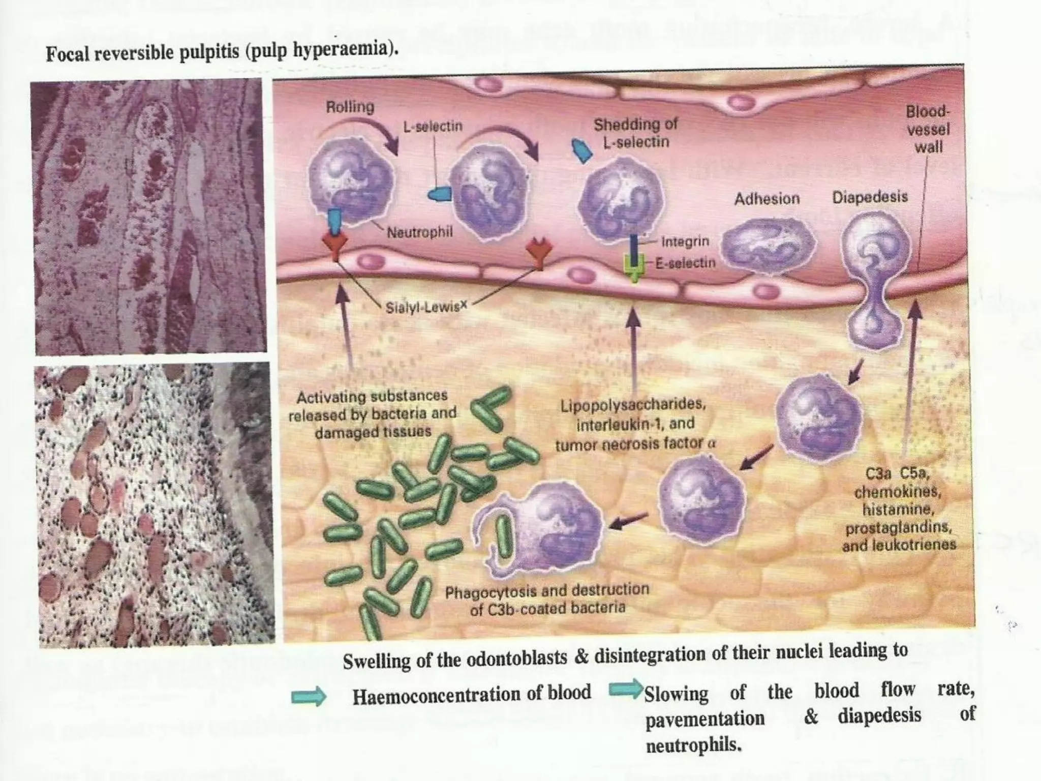 Oral pathology images | PDF
