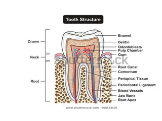 ORAL PATHOLOGY MBBS CLASS Oral pathology is a dental specialty that ...