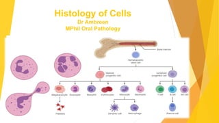 Oral Patho Practical 1.pdf for better understandings | PPT