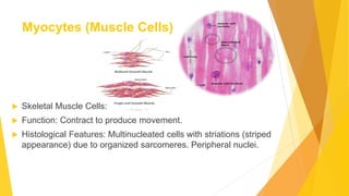 Oral Patho Practical 1.pdf for better understandings | PPT