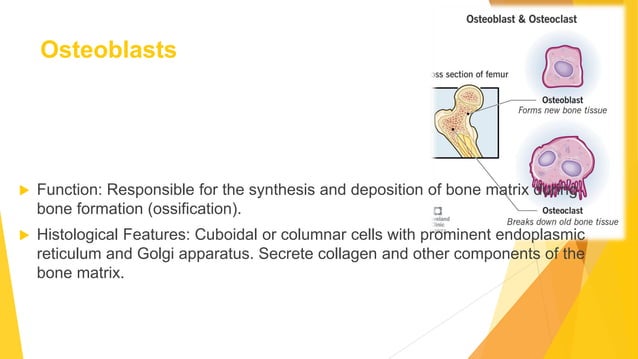Oral Patho Practical 1.pdf for better understandings | PPT