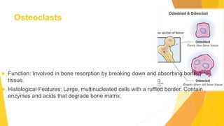 Oral Patho Practical 1.pdf for better understandings | PPT