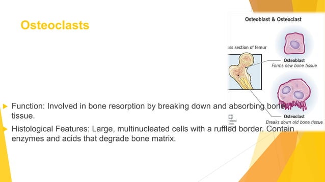 Oral Patho Practical 1.pdf for better understandings | PPT