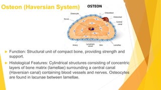 Oral Patho Practical 1.pdf for better understandings | PPT