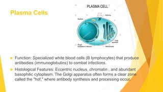Oral Patho Practical 1.pdf for better understandings | PPT