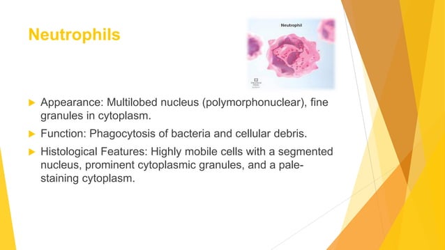 Oral Patho Practical 1.pdf for better understandings | PPT