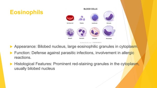 Oral Patho Practical 1.pdf for better understandings | PPT