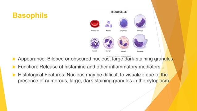 Oral Patho Practical 1.pdf for better understandings | PPT