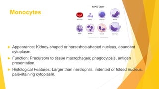 Oral Patho Practical 1.pdf for better understandings | PPT