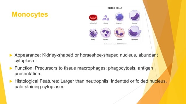 Oral Patho Practical 1.pdf for better understandings | PPT