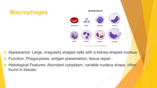 Oral Patho Practical 1.pdf for better understandings | PPT