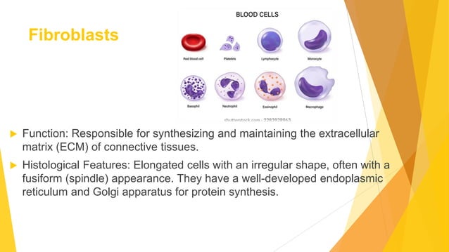 Oral Patho Practical 1.pdf for better understandings | PPT