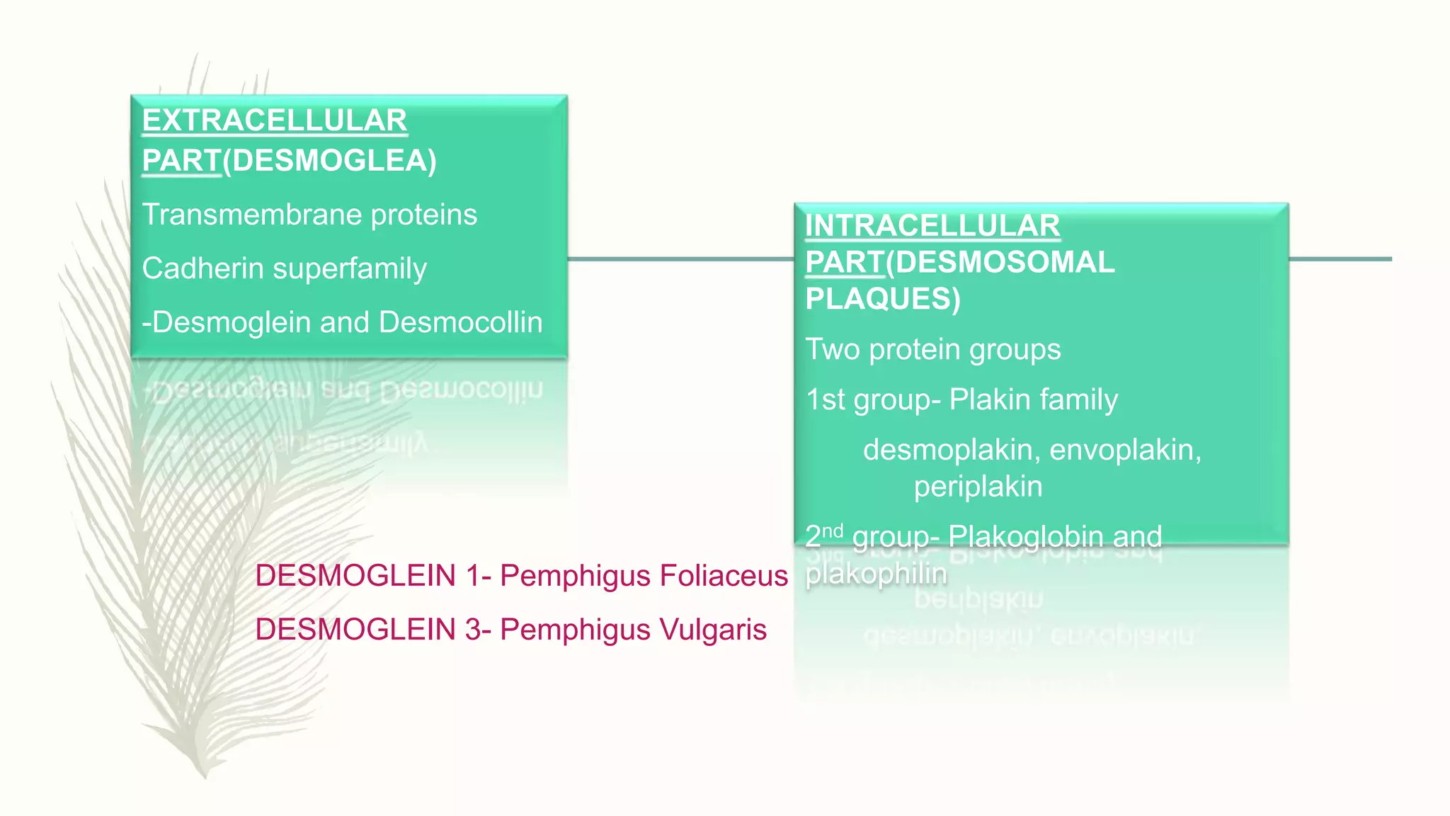 Oral pemphigus vulgaris | PPTX