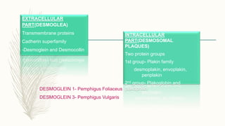 Oral pemphigus vulgaris | PPTX