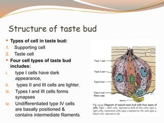 Components of Saliva - An insight to mouth | PPTX