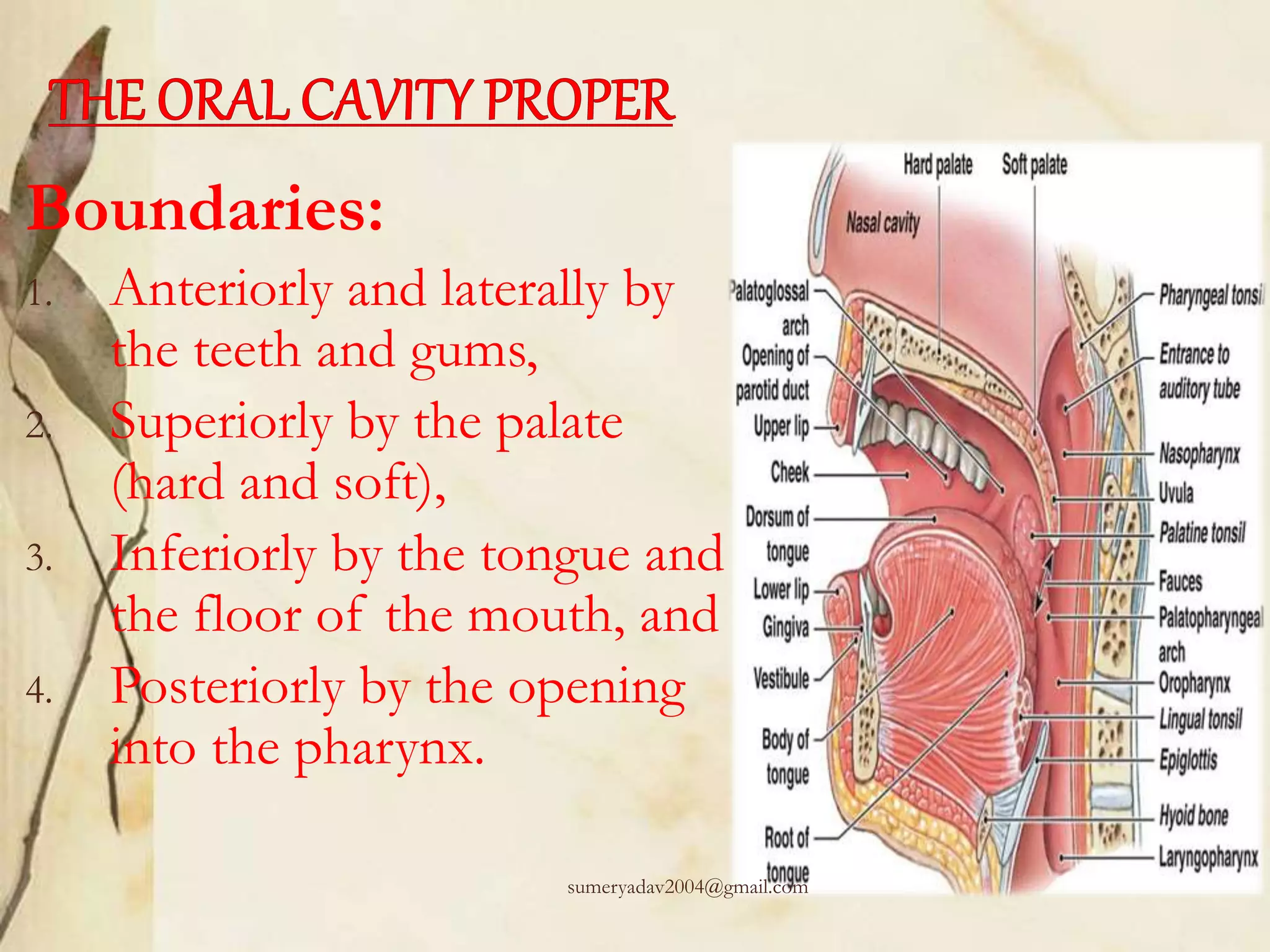 Oral precancerous lesions and anatomy of oral cavity | PPTX