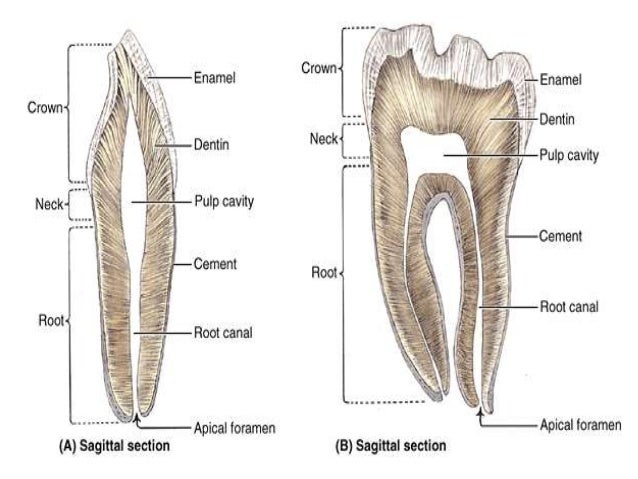 Oral region