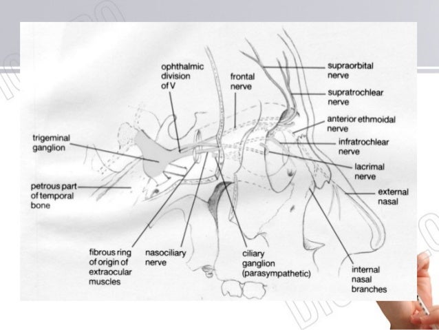 maxillary nerve blocks