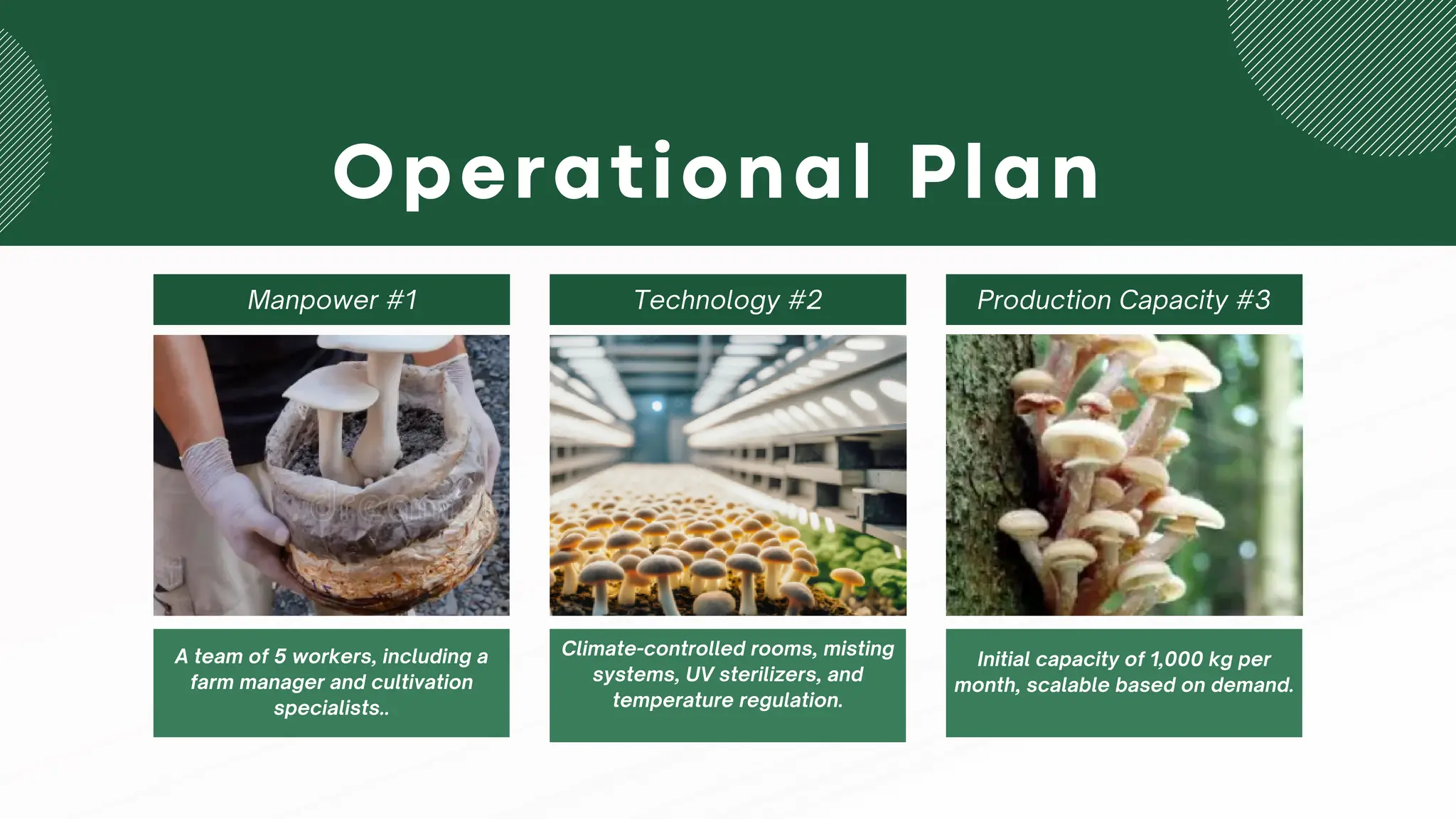 A business proposal to establish the mushroom cultivation pdf | PDF