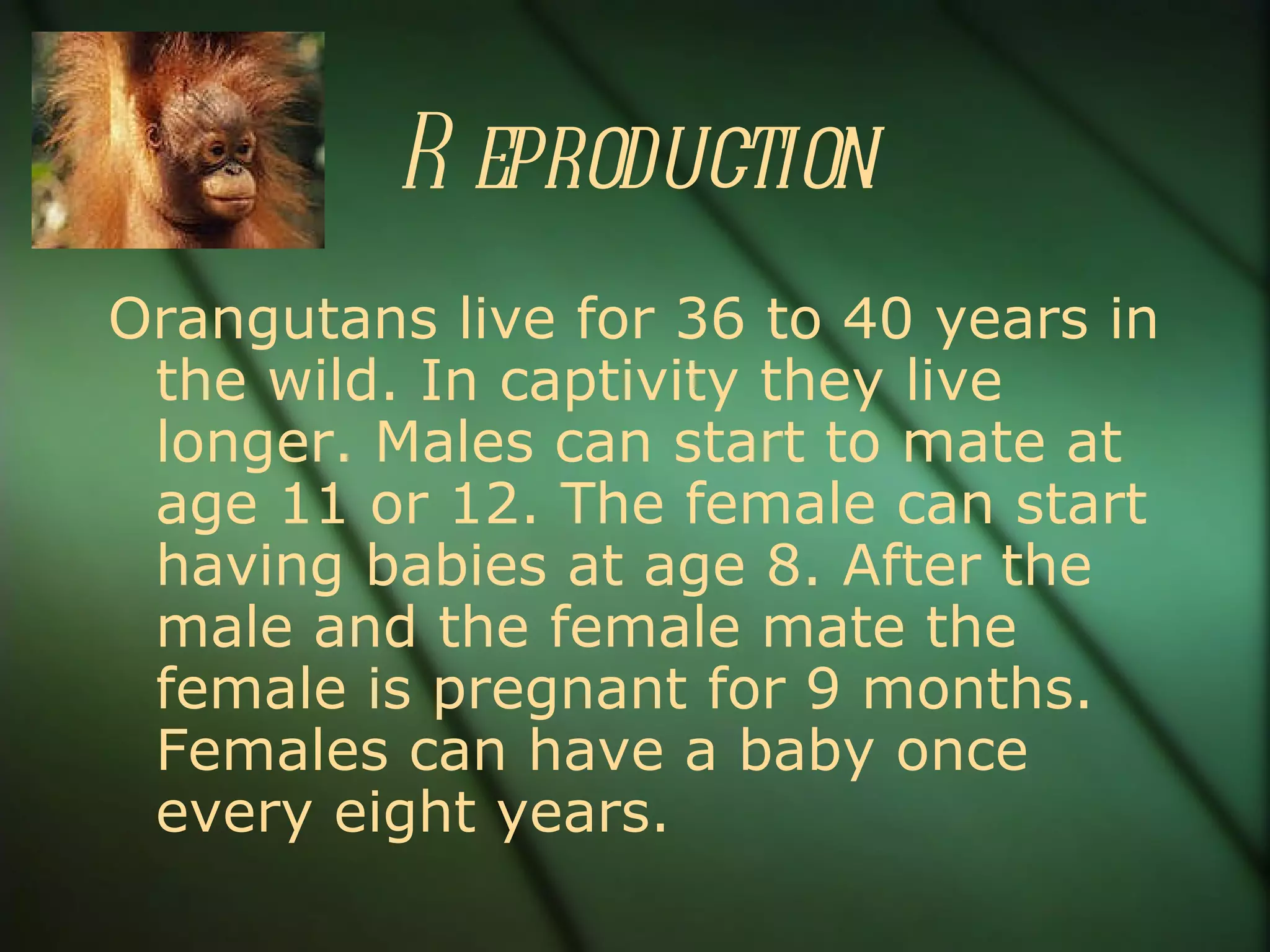 Orangutan | PPT