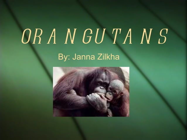 Orangutan | PPT | Reptiles | Pets
