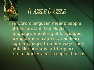 Orangutan | PPT