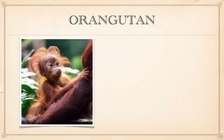 Orangutan | PPT