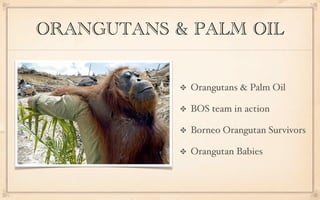 Orangutan | KEY