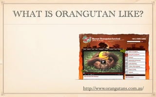 Orangutan | KEY