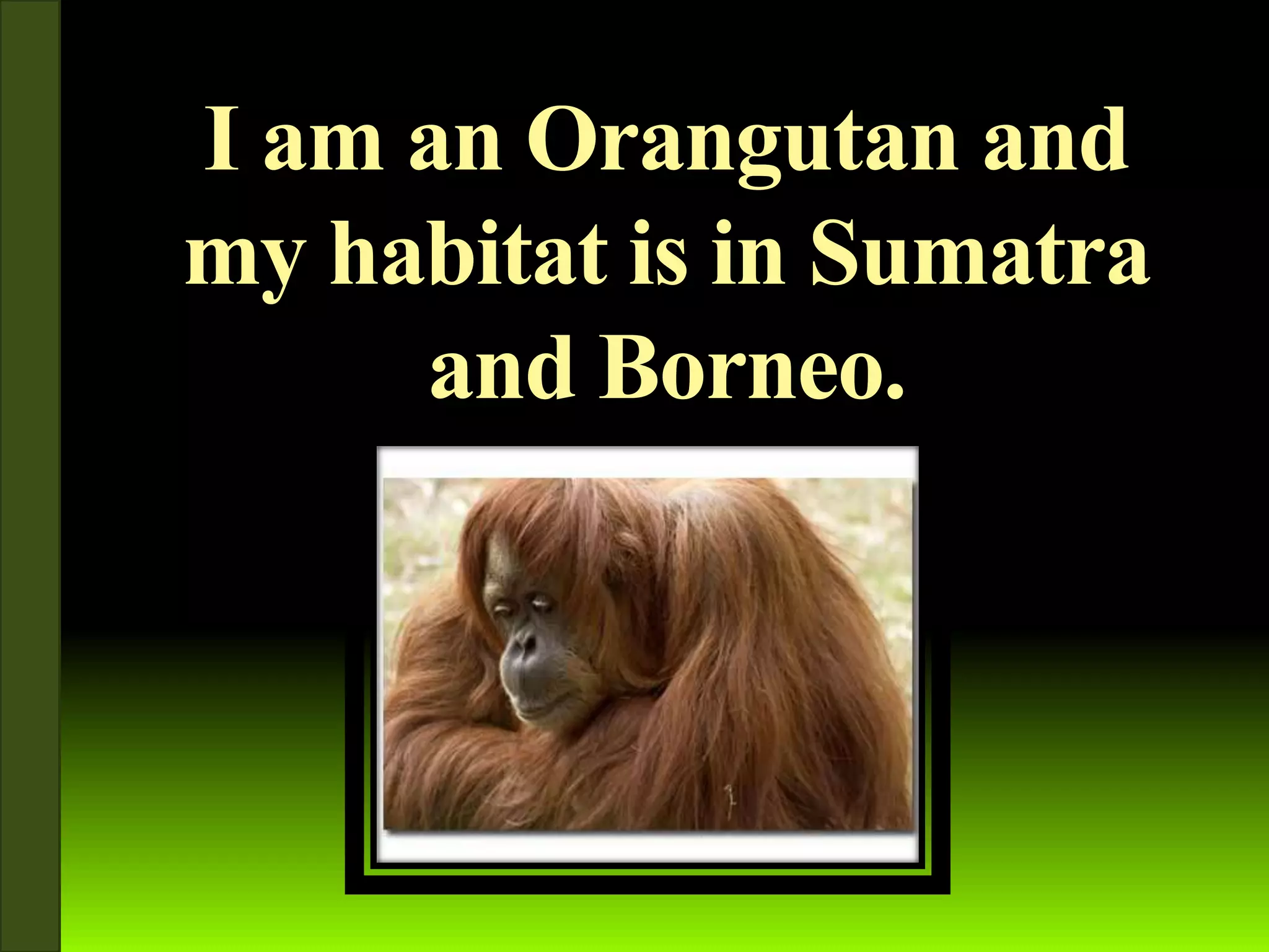 Orangutan presentation | PPTX