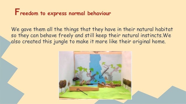 Student Orangutan Presentation