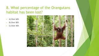 Orangutan quiz! | PPT