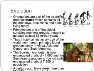 Orangutans | PPTX