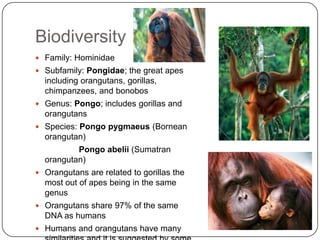 Orangutans shannon mason | PPT