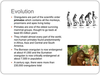 Orangutans shannon mason | PPT
