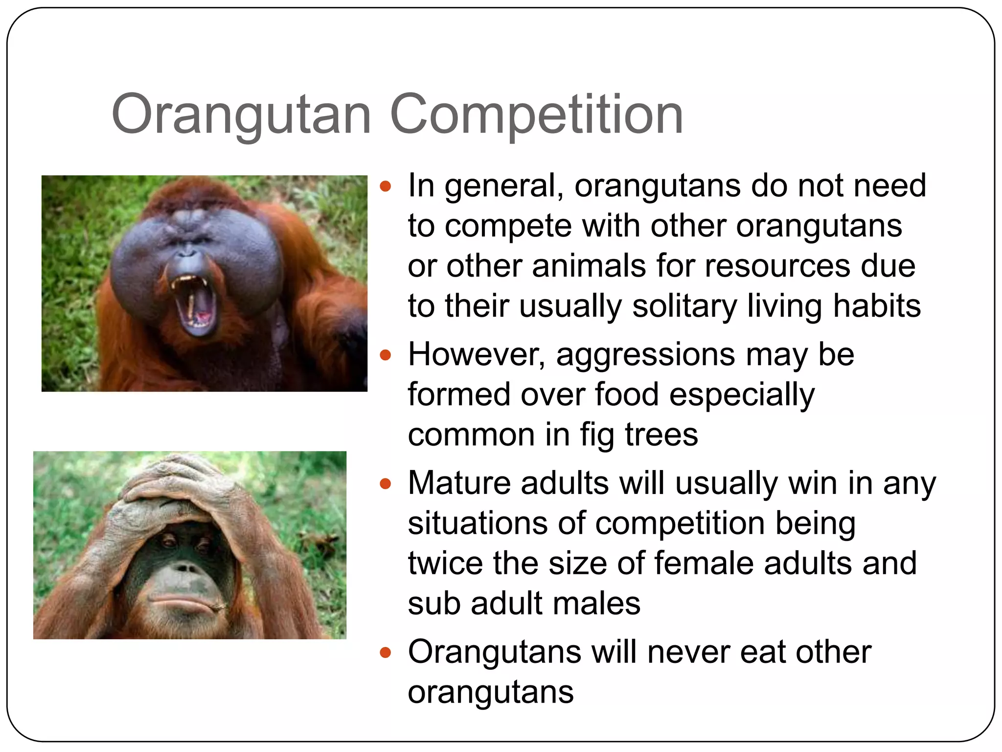 Orangutans-Mason | PPTX